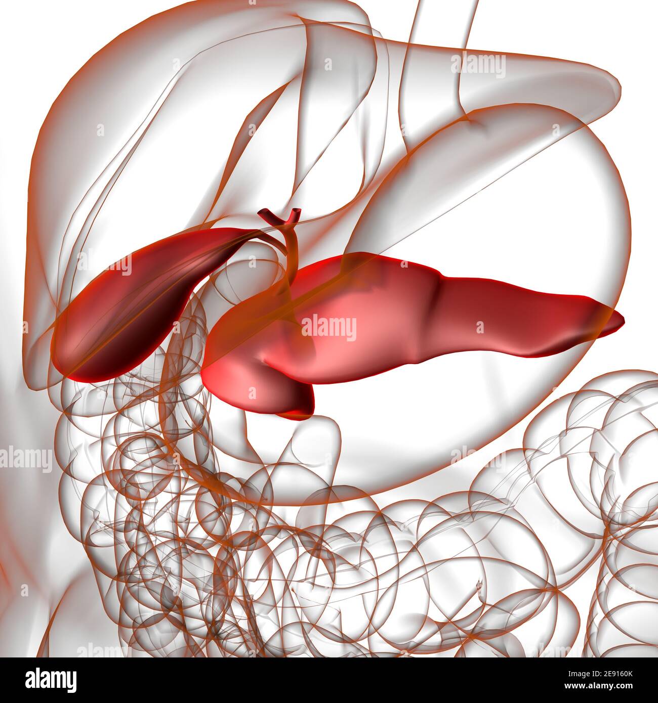 Gall Bladder Human Digestive System Anatomy For Medical Concept 3D ...