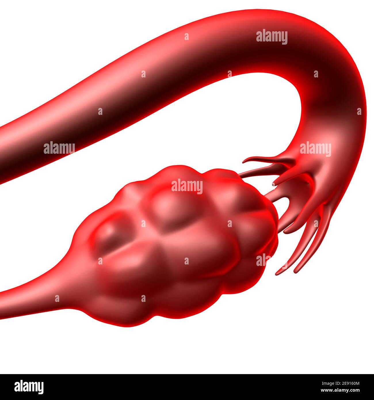 Female Reproductive System Anatomy For Medical Concept 3d Illustration