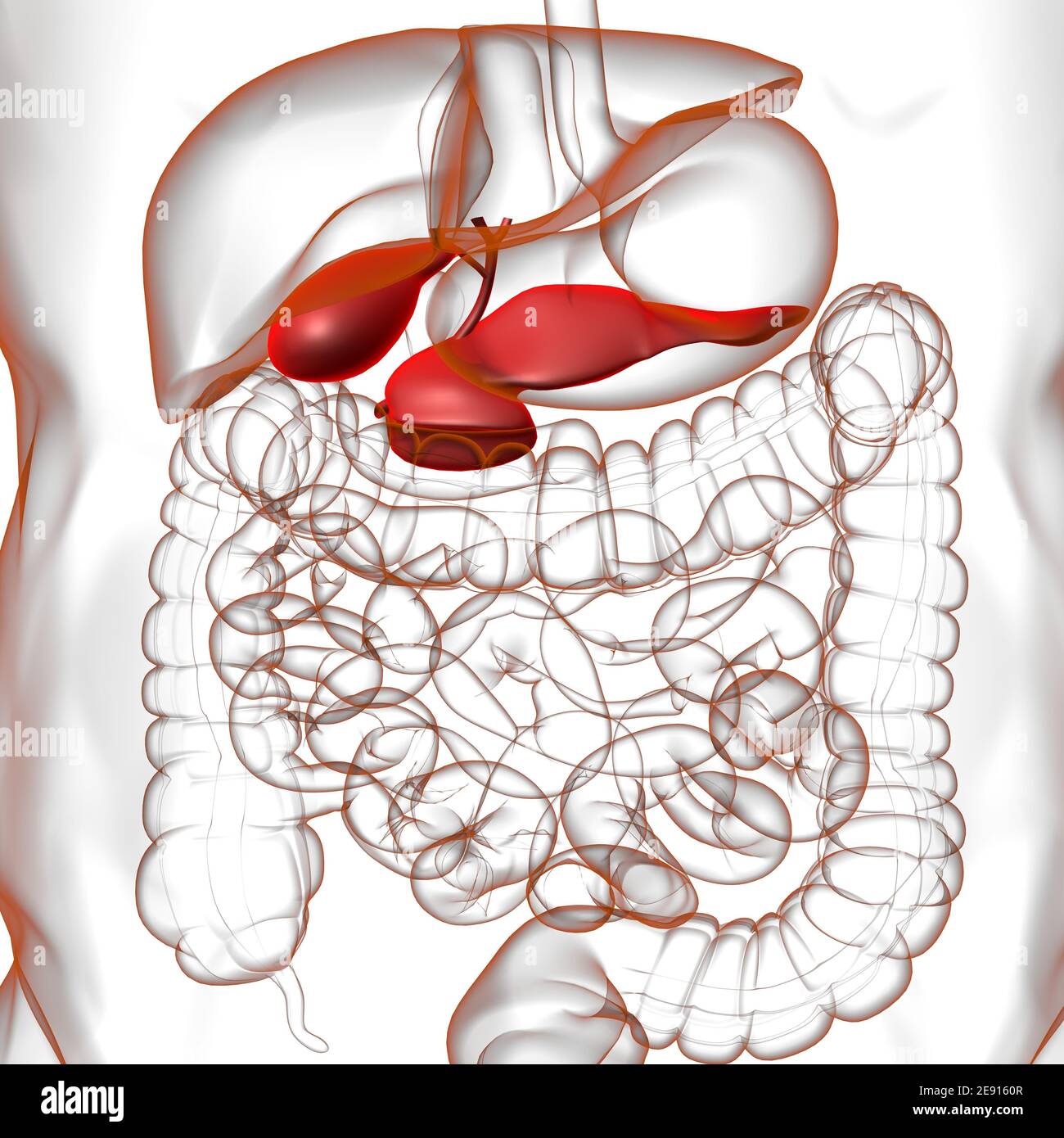 Gall Bladder Human Digestive System Anatomy For Medical Concept 3D ...