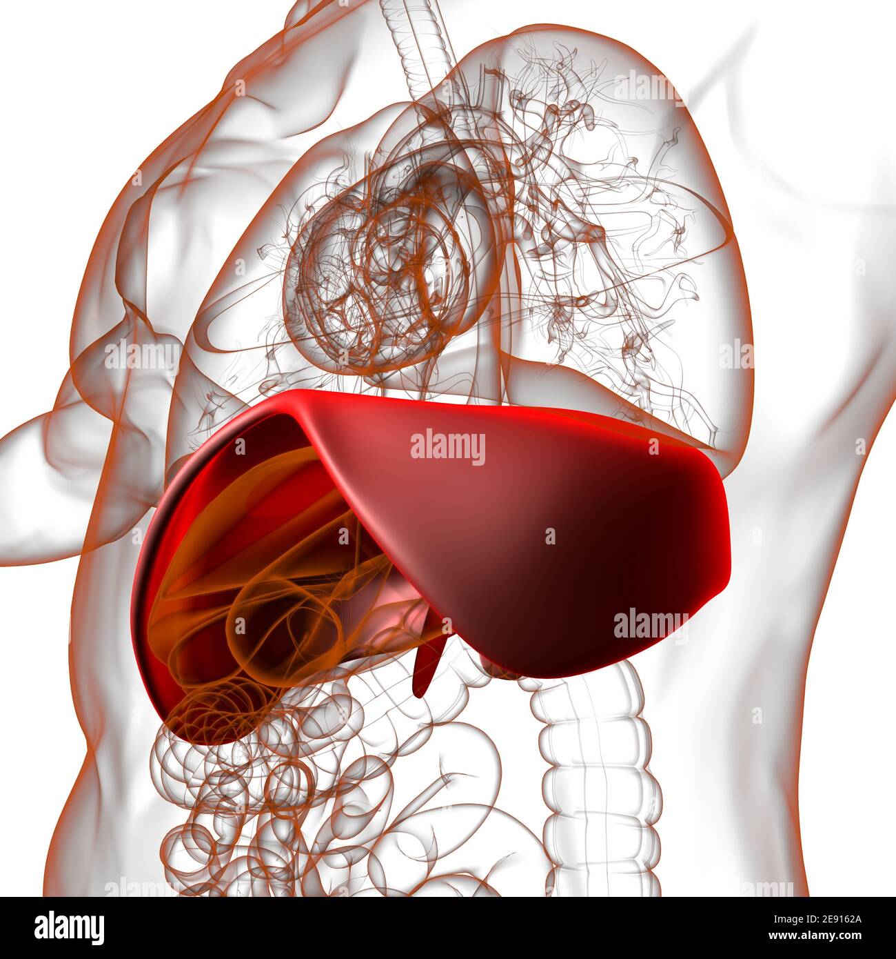 Diaphragm Human Respiratory System Anatomy For Medical Concept 3D ...