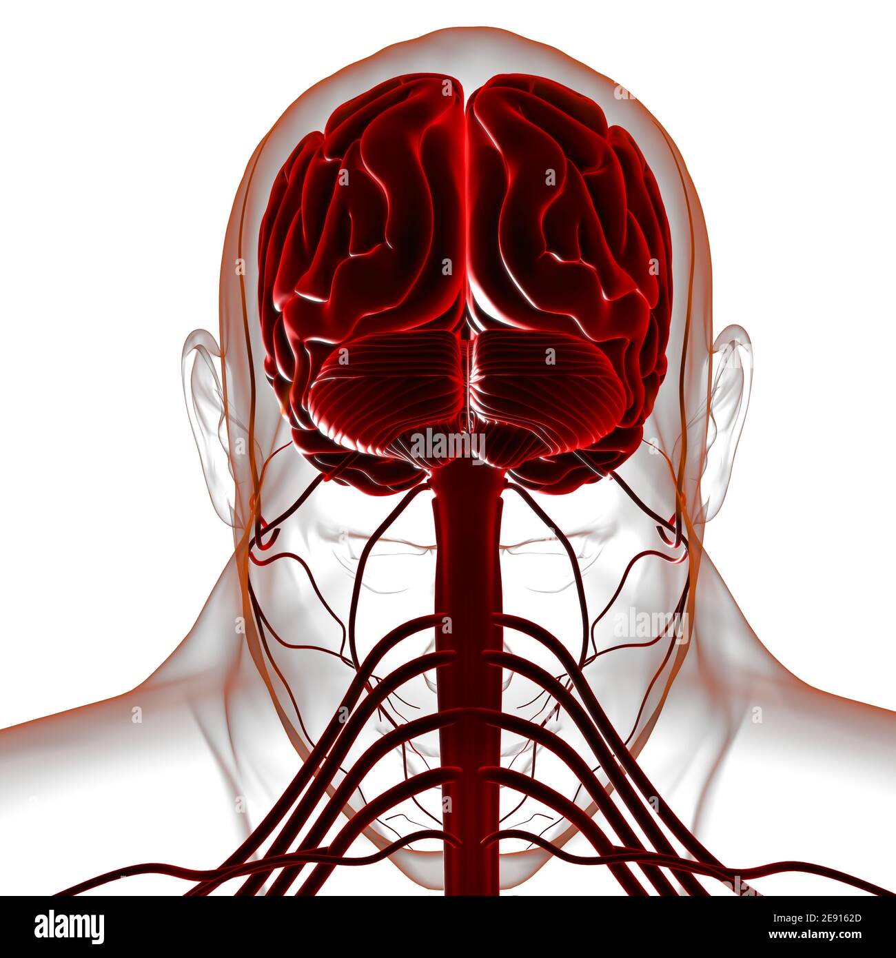 Human Brain Anatomy For Medical Concept 3D Illustration Stock Photo - Alamy