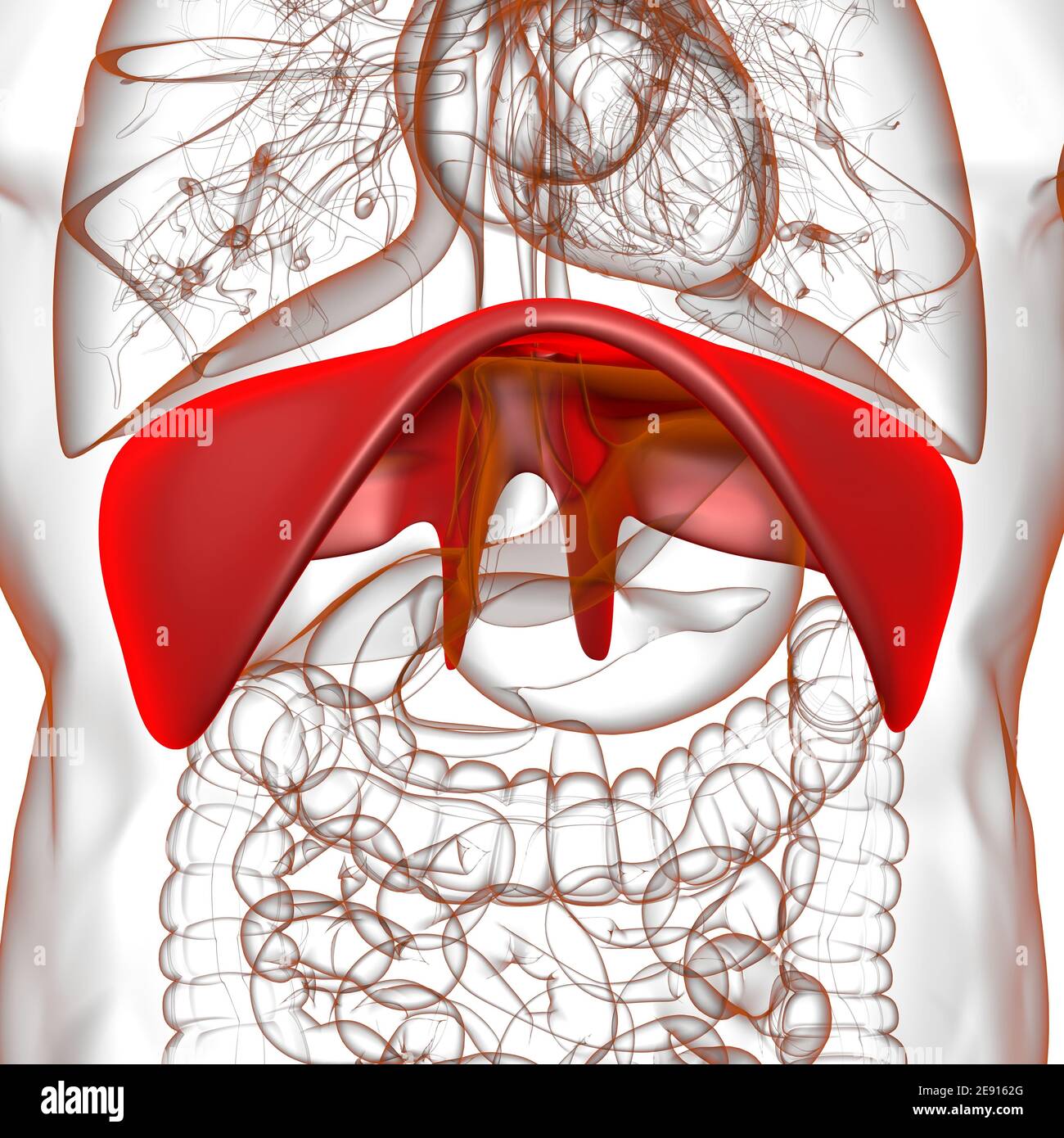 Diaphragm Human Respiratory System Anatomy For Medical Concept 3D ...