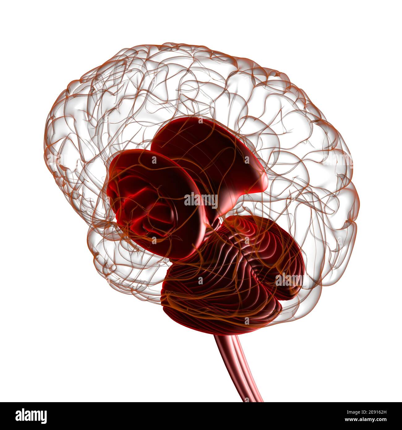 Human Brain inner parts Anatomy For Medical Concept 3D Illustration ...