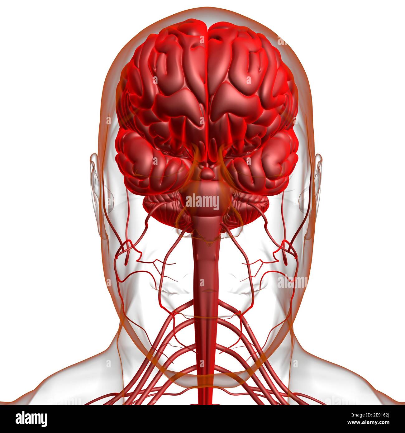 Human Brain Anatomy For Medical Concept 3D Illustration Stock Photo - Alamy