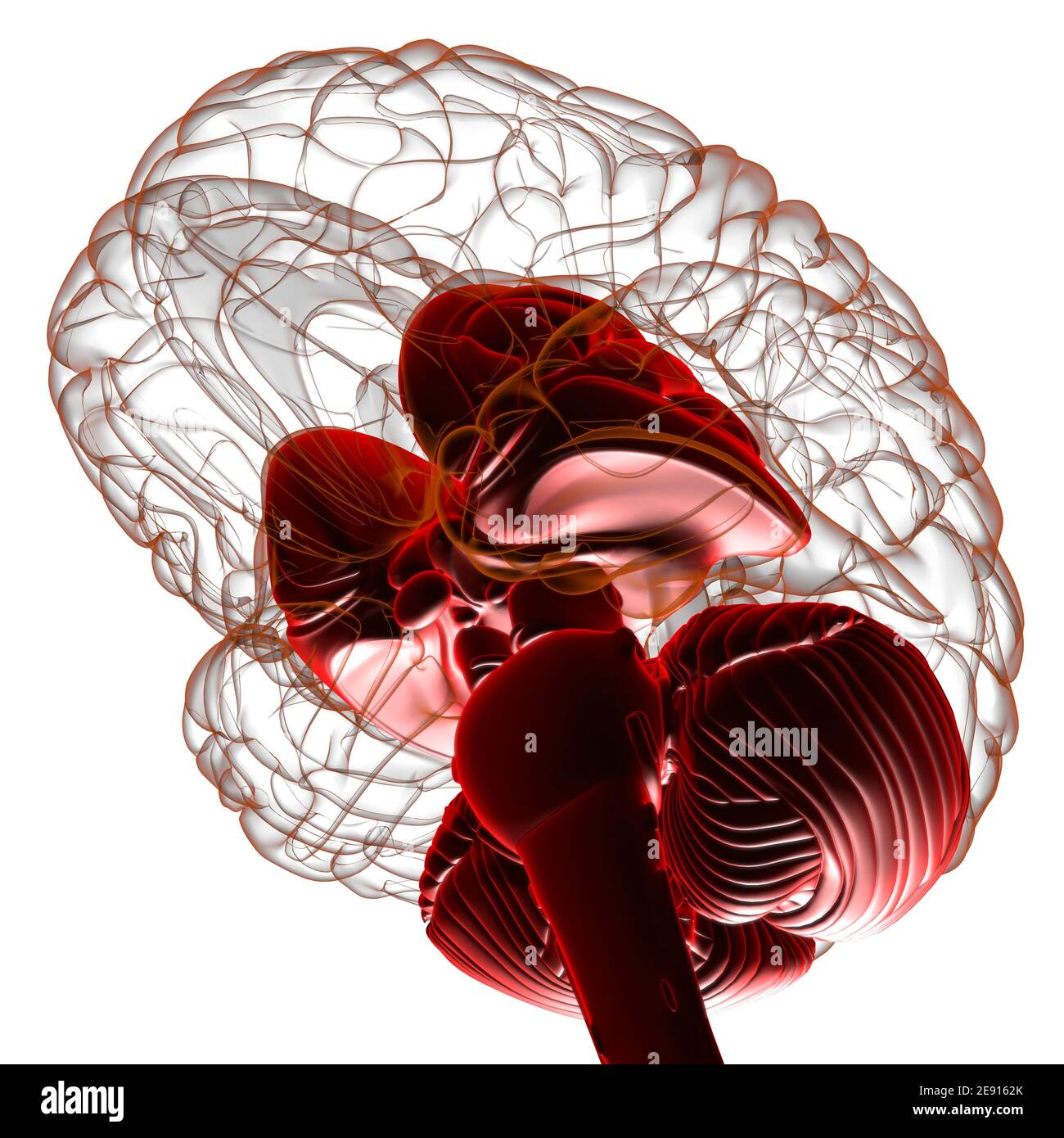 Human Brain inner parts Anatomy For Medical Concept 3D Illustration ...