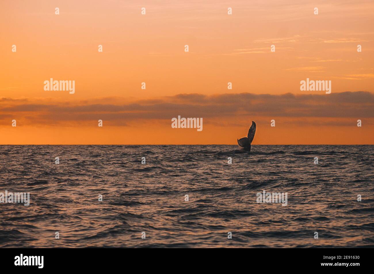Blue whale swimming hi-res stock photography and images - Alamy