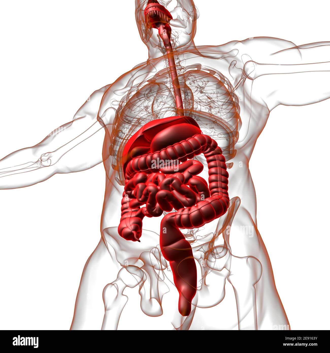 Human Digestive System Anatomy For Medical Concept 3D Illustration ...