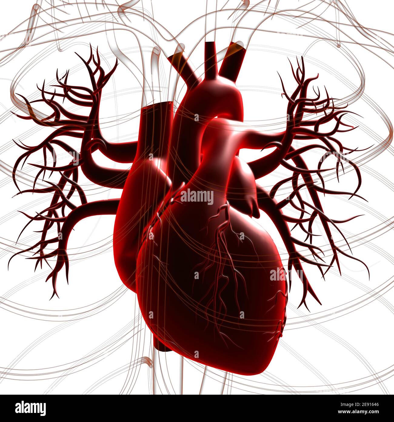 Human Heart Anatomy For Medical Concept 3D Illustration Stock Photo - Alamy