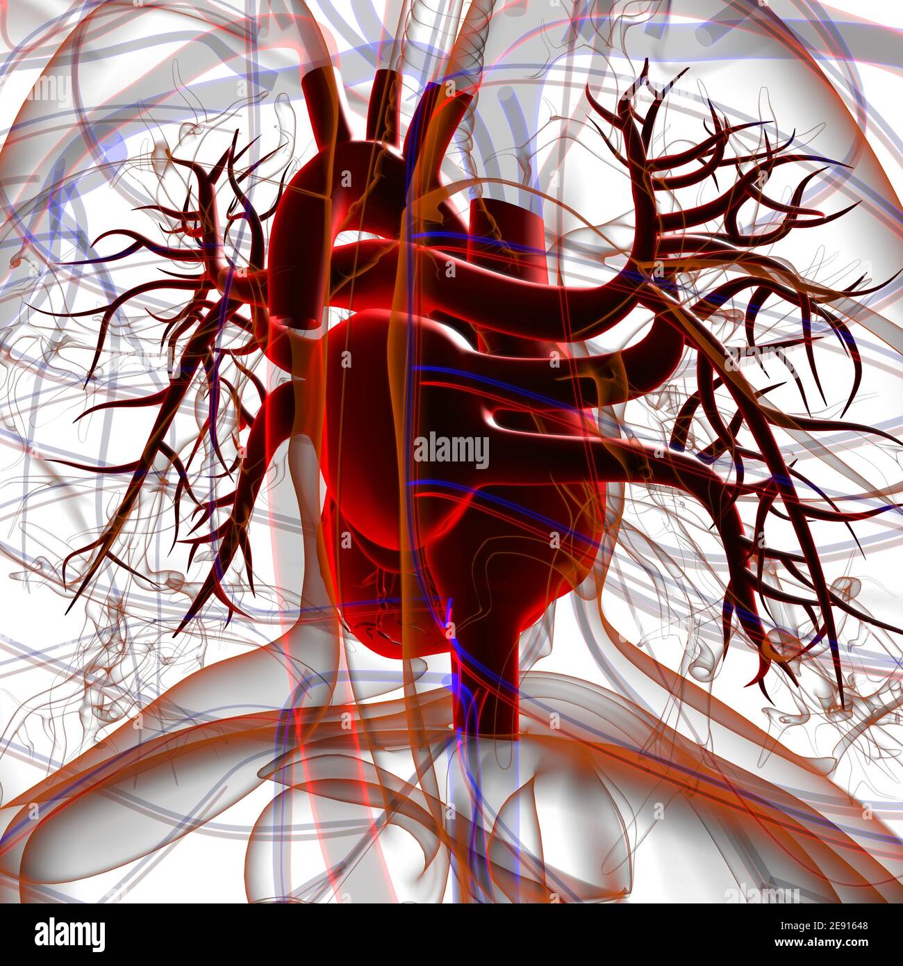 Human Heart Anatomy For Medical Concept 3D Illustration Stock Photo - Alamy