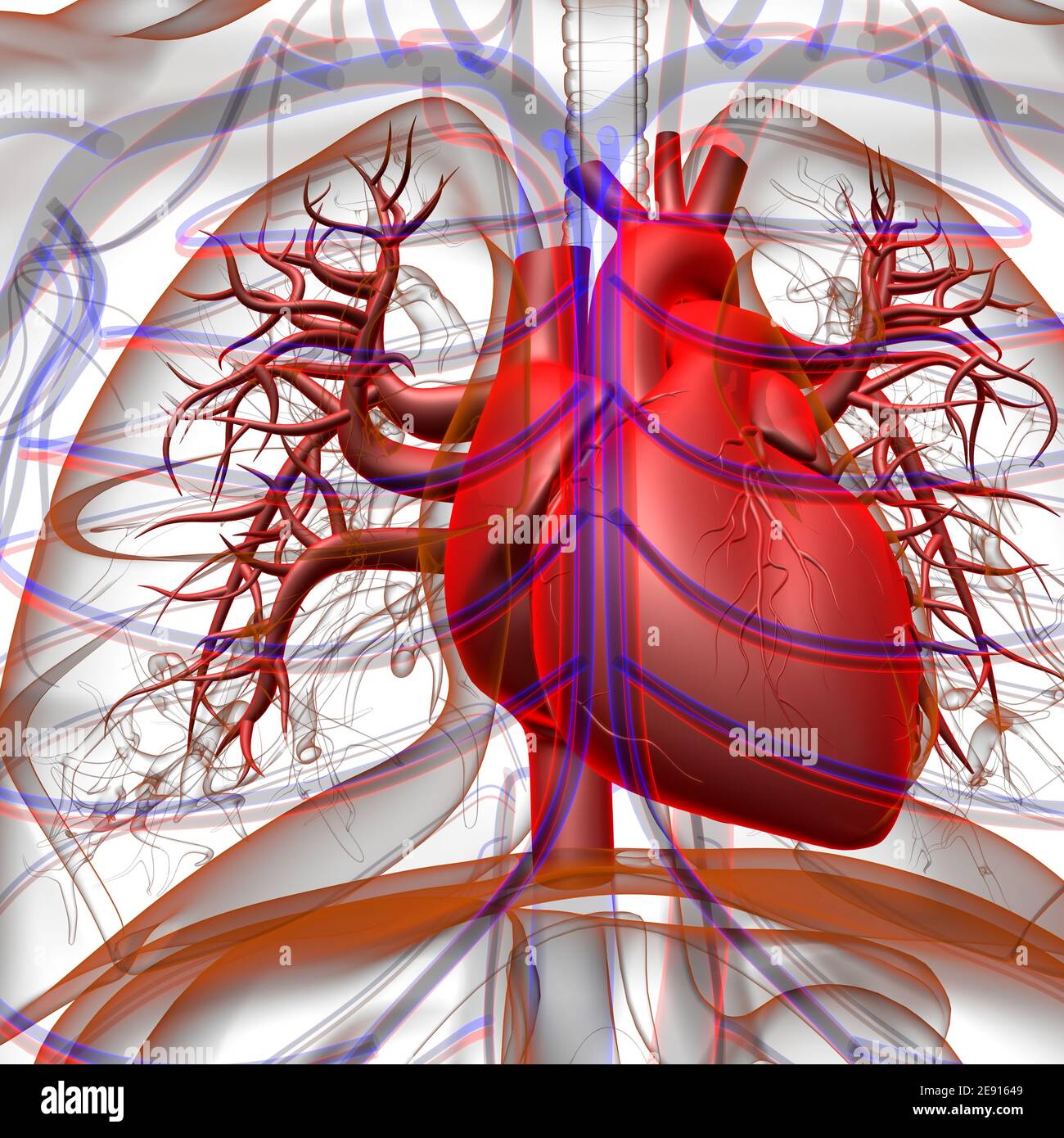Human Heart Anatomy For Medical Concept 3D Illustration Stock Photo - Alamy