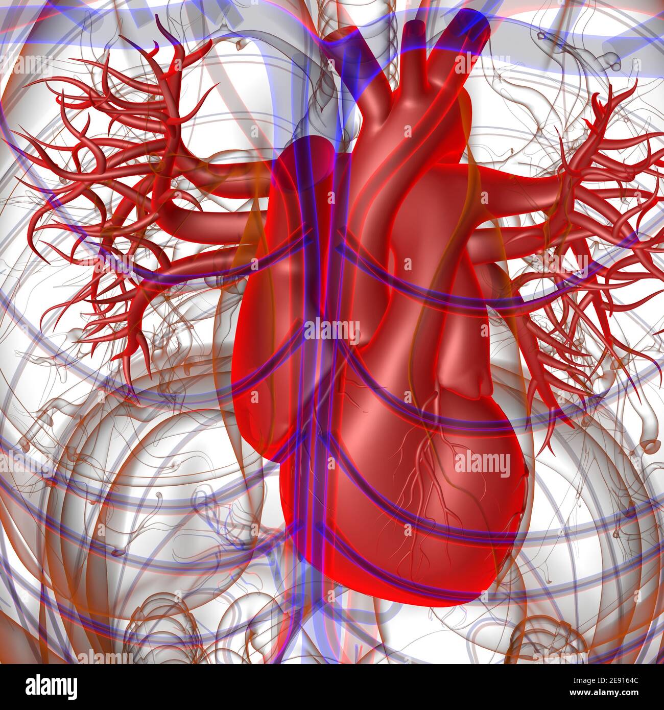 Human Heart Anatomy For Medical Concept 3D Illustration Stock Photo - Alamy