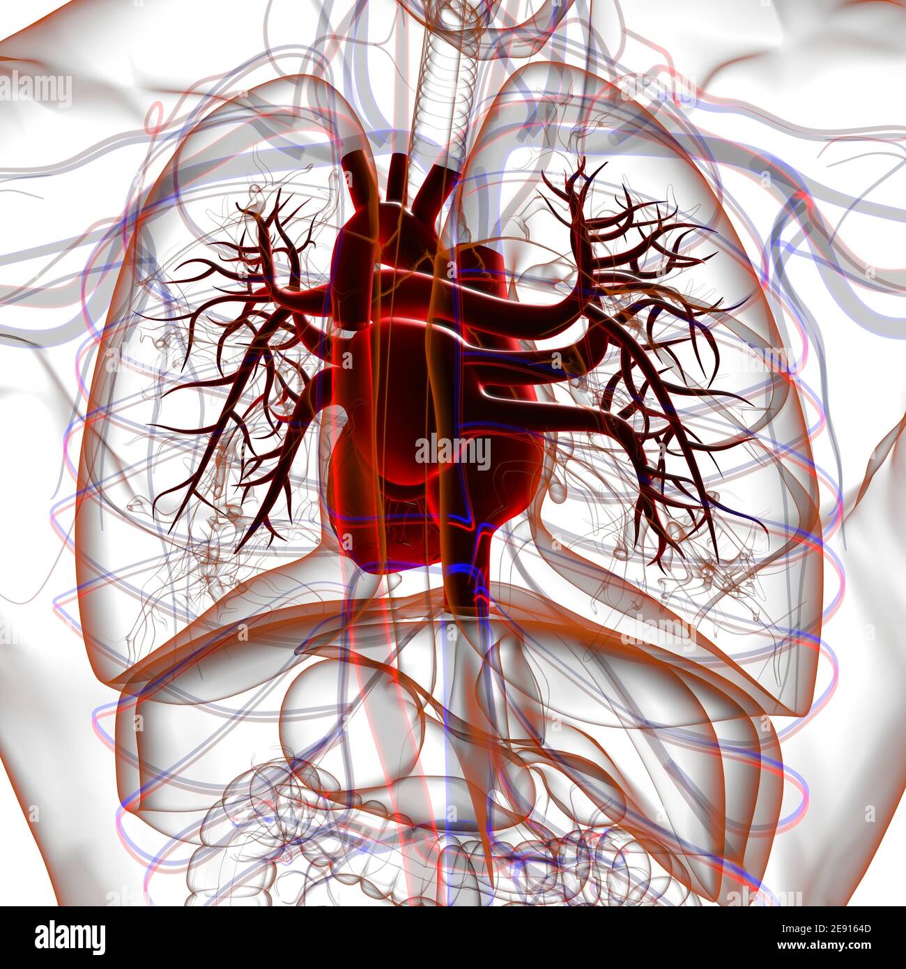 Human Heart Anatomy For Medical Concept 3D Illustration Stock Photo - Alamy