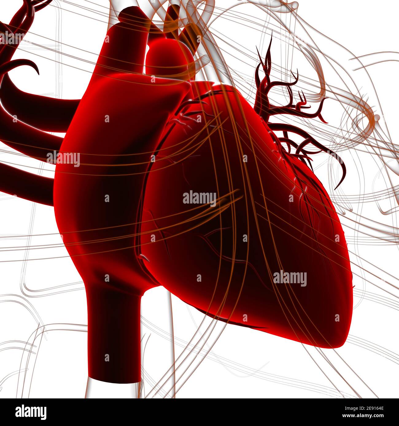 Human Heart Anatomy For Medical Concept 3D Illustration Stock Photo - Alamy