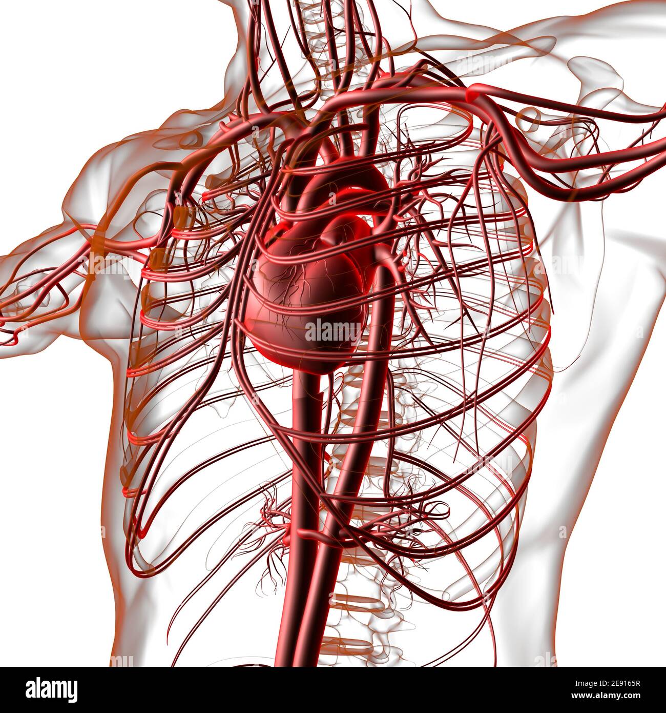 Human Heart With Circulatory System Anatomy For Medical Concept 3D ...