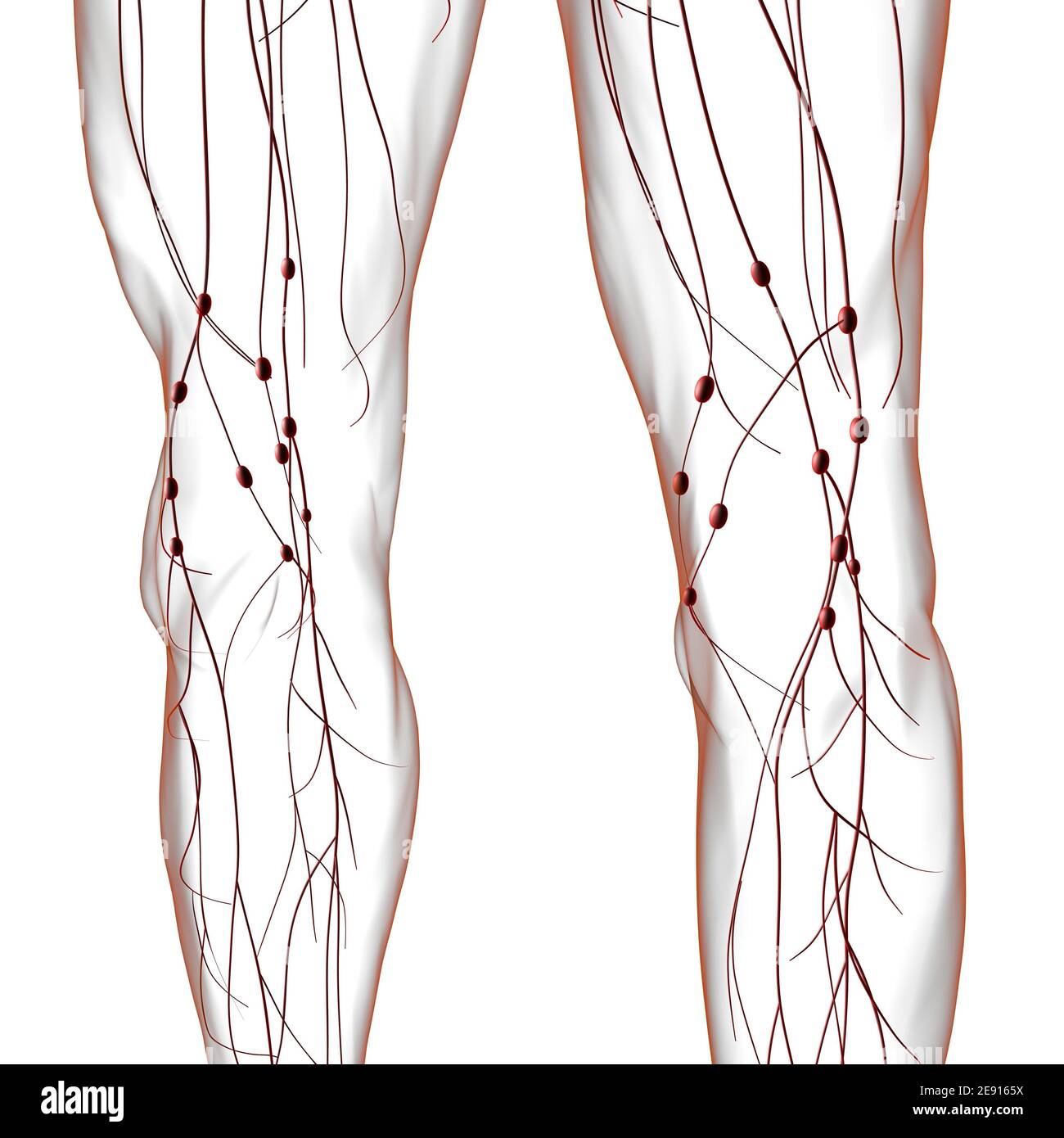 Human Lymph Nodes Anatomy For Medical Concept 3D Illustration Stock ...