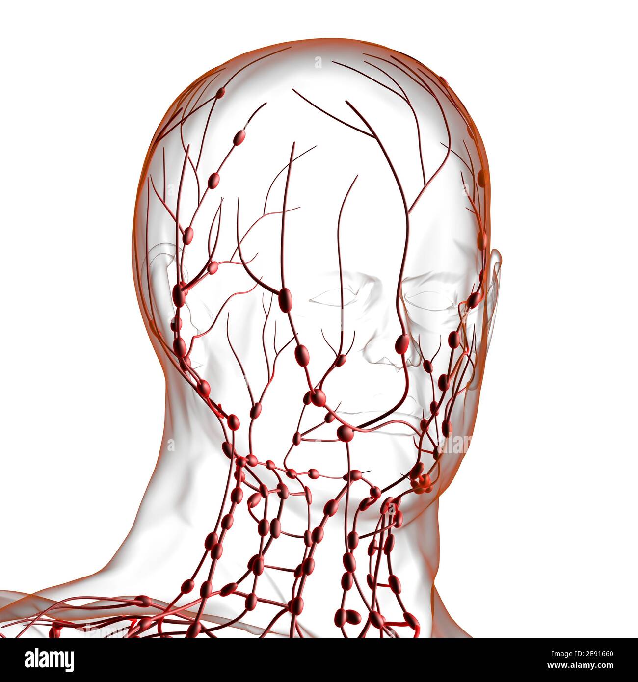 Human Lymph Nodes Anatomy For Medical Concept 3D Illustration Stock ...