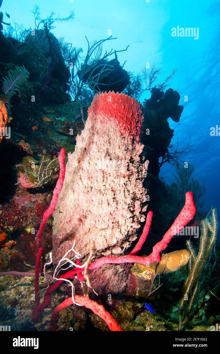 Giant barrel sponge, Roatan Island, Honduras Stock Photo - Alamy