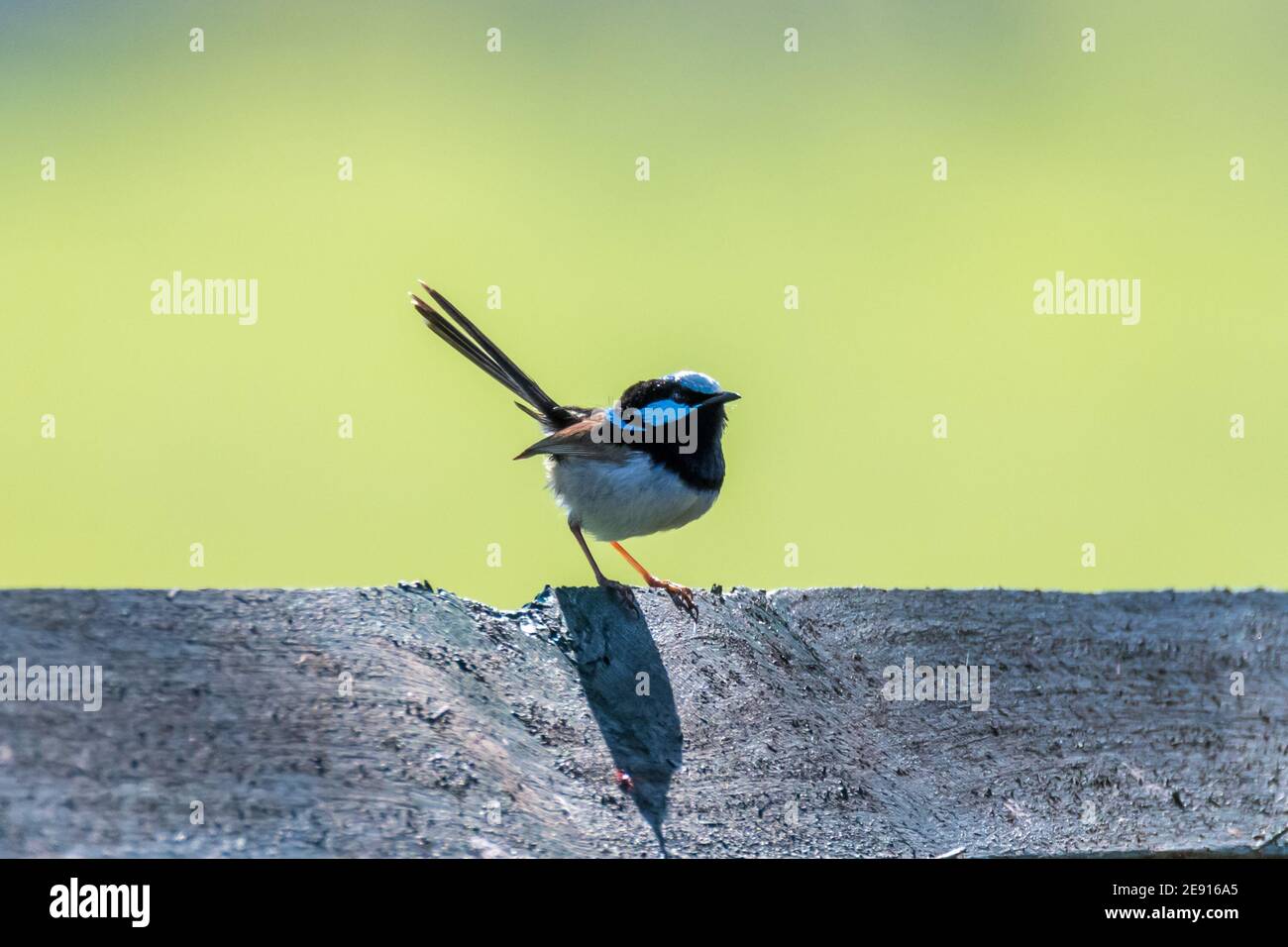 Male Superb Fairy Wren in the garden at Gresford in the Hunter Region ...