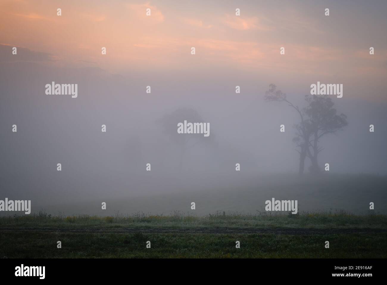 Early morning country landscape with heavy mist and trees at Gresford ...