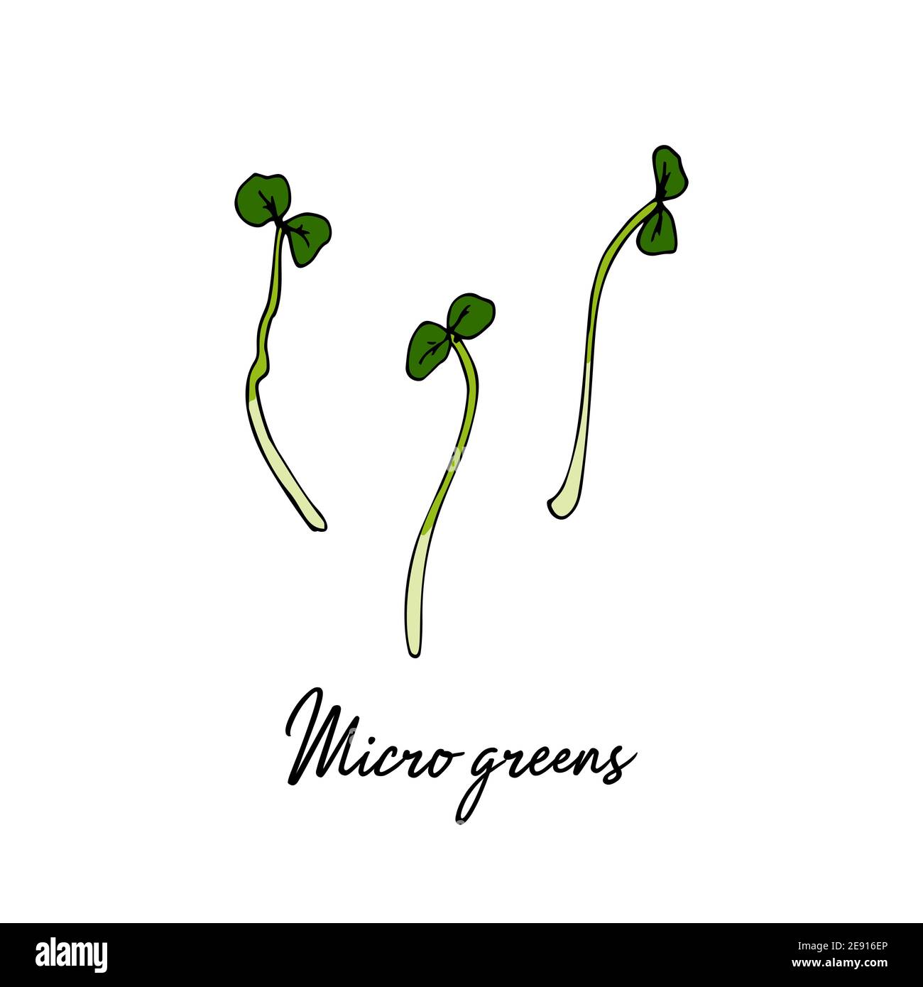 Hand drawn micro greens. Vector illustration in colored sketch style ...