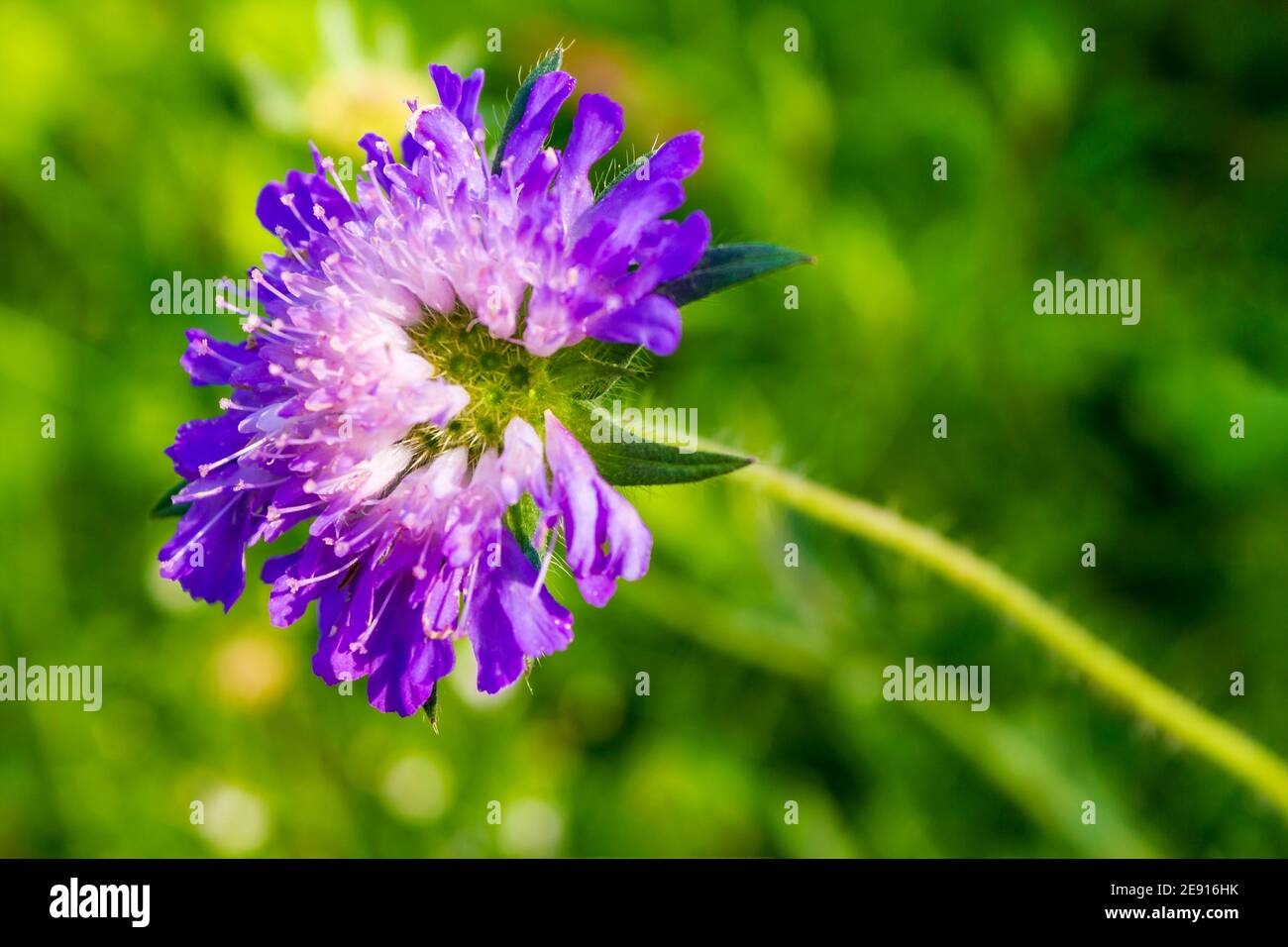 Blue and violet flowers on the flower meadow in summer in Vang i ...