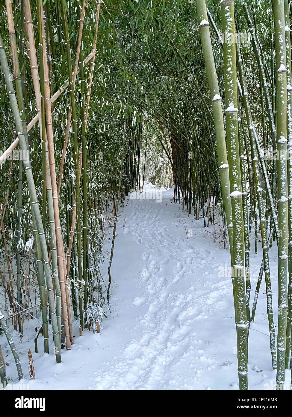 Bambusoideae snowstorm hi-res stock photography and images - Alamy