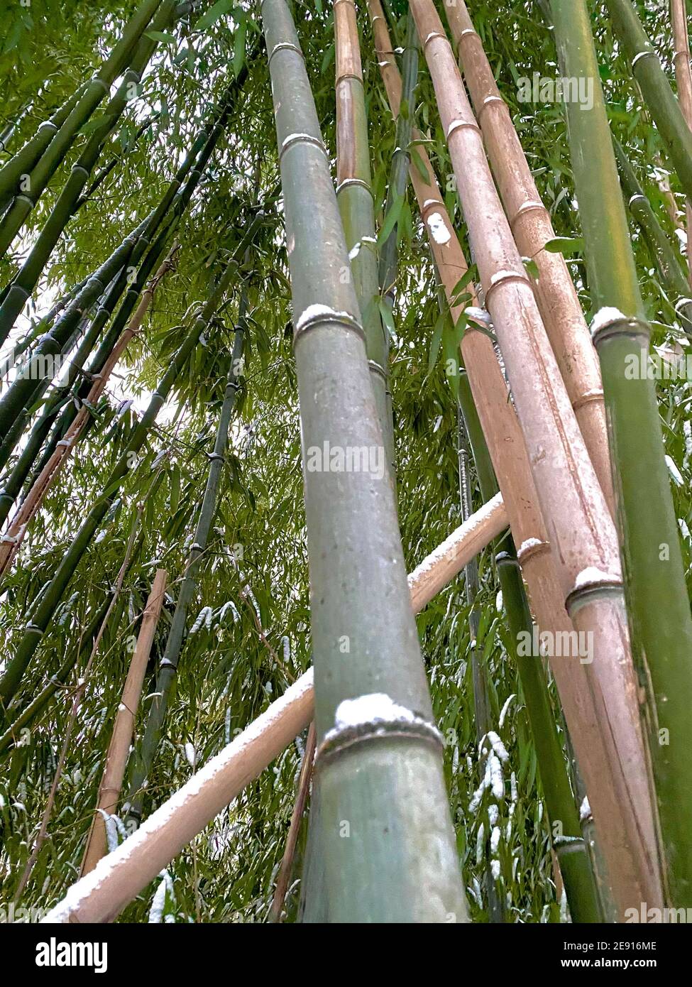 Bamboo cane snow hi-res stock photography and images - Alamy