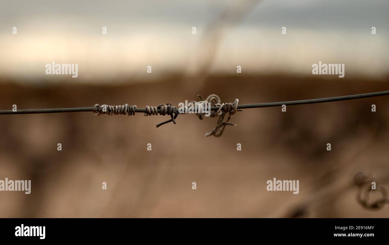 Twisted vine hi-res stock photography and images - Alamy