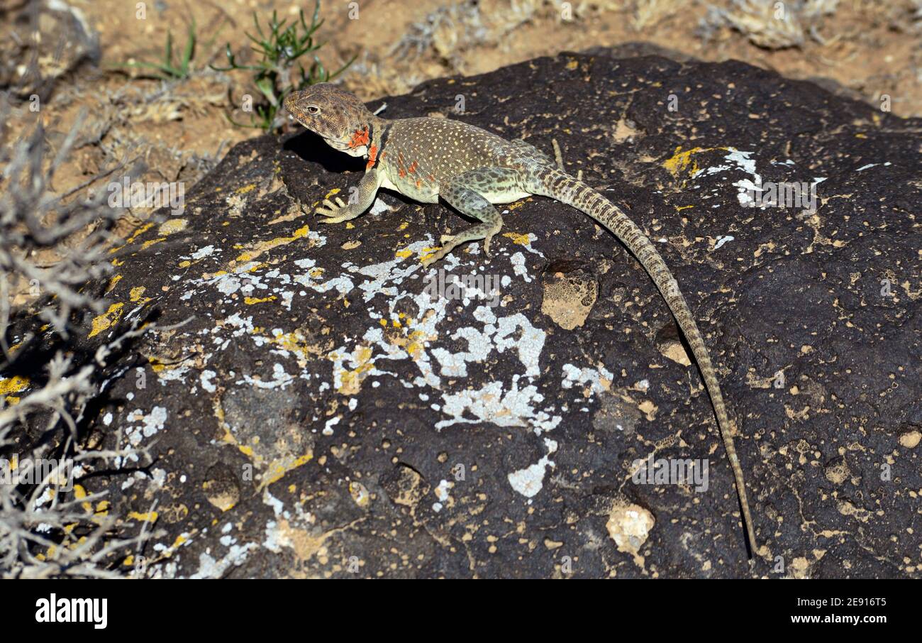A collared lizard (Crotaphytus collaris) basks in the sun on a basalt ...