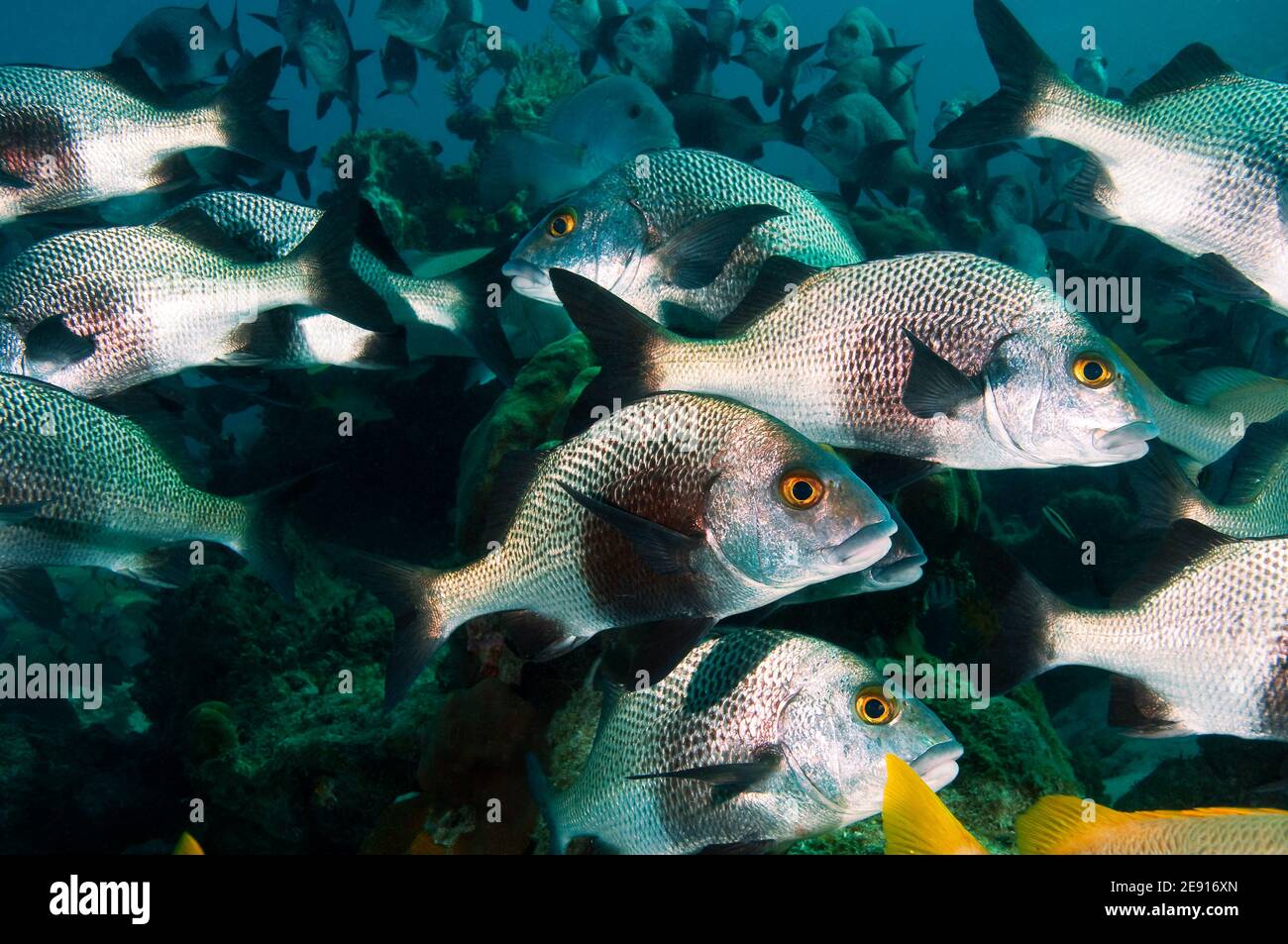 Black margate fish school, Hol Chan Marine Reserve, Belize Stock Photo ...