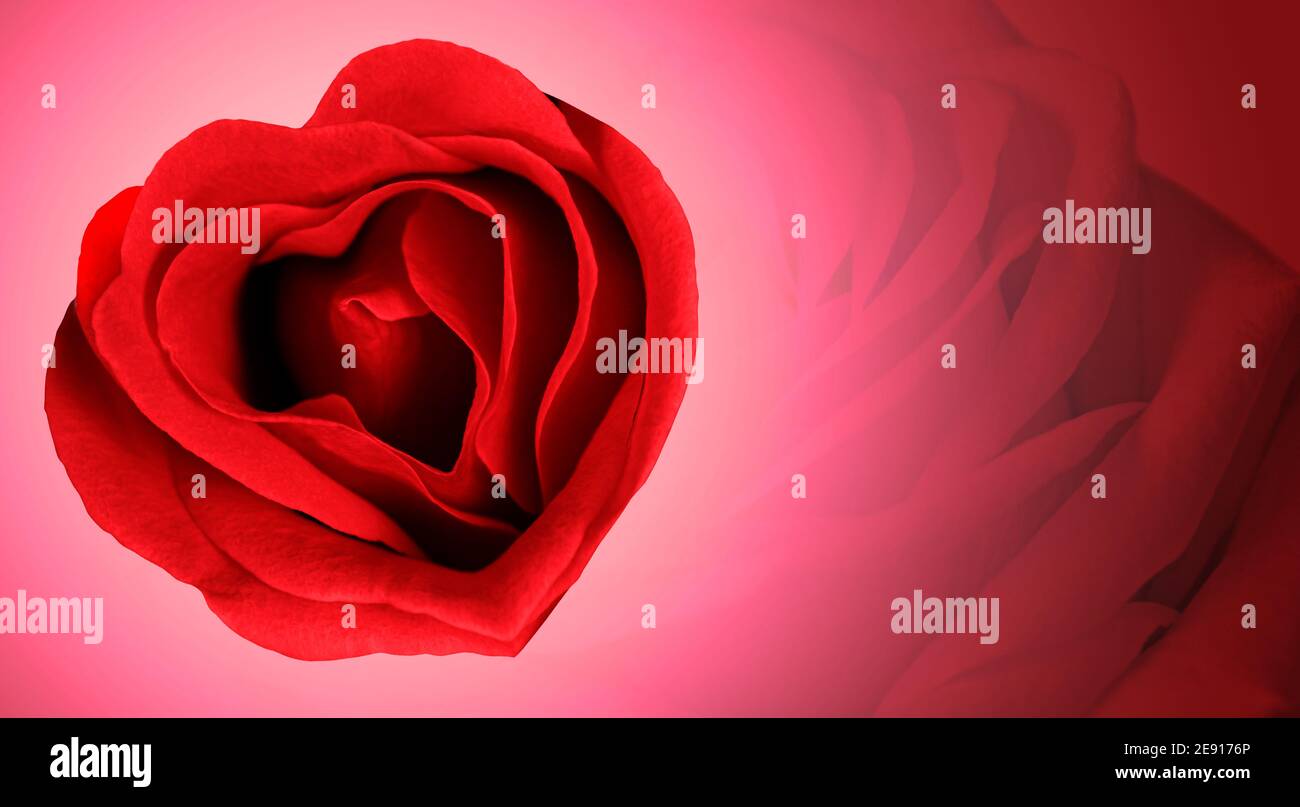 Natural rose from botanical garden Stock Photo - Alamy