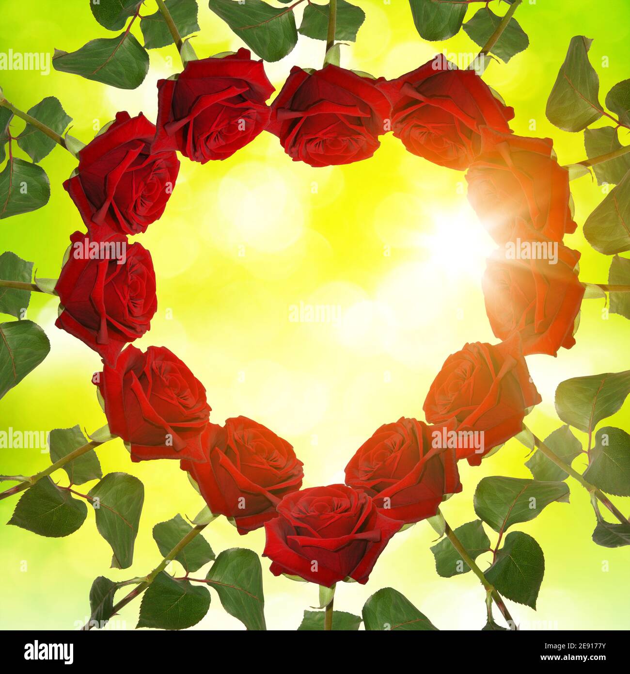 Natural rose from botanical garden Stock Photo - Alamy