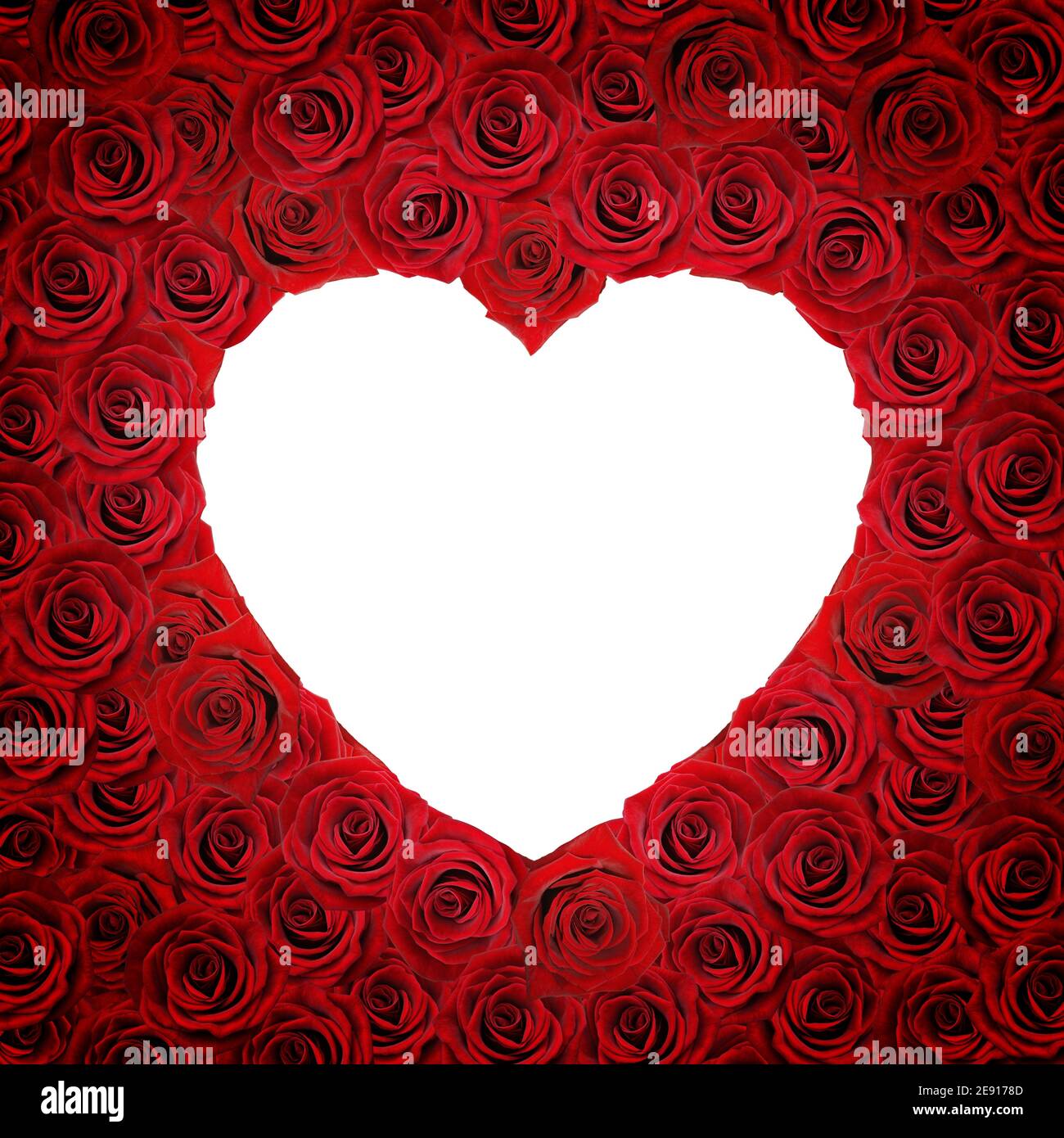 Natural rose from botanical garden Stock Photo - Alamy