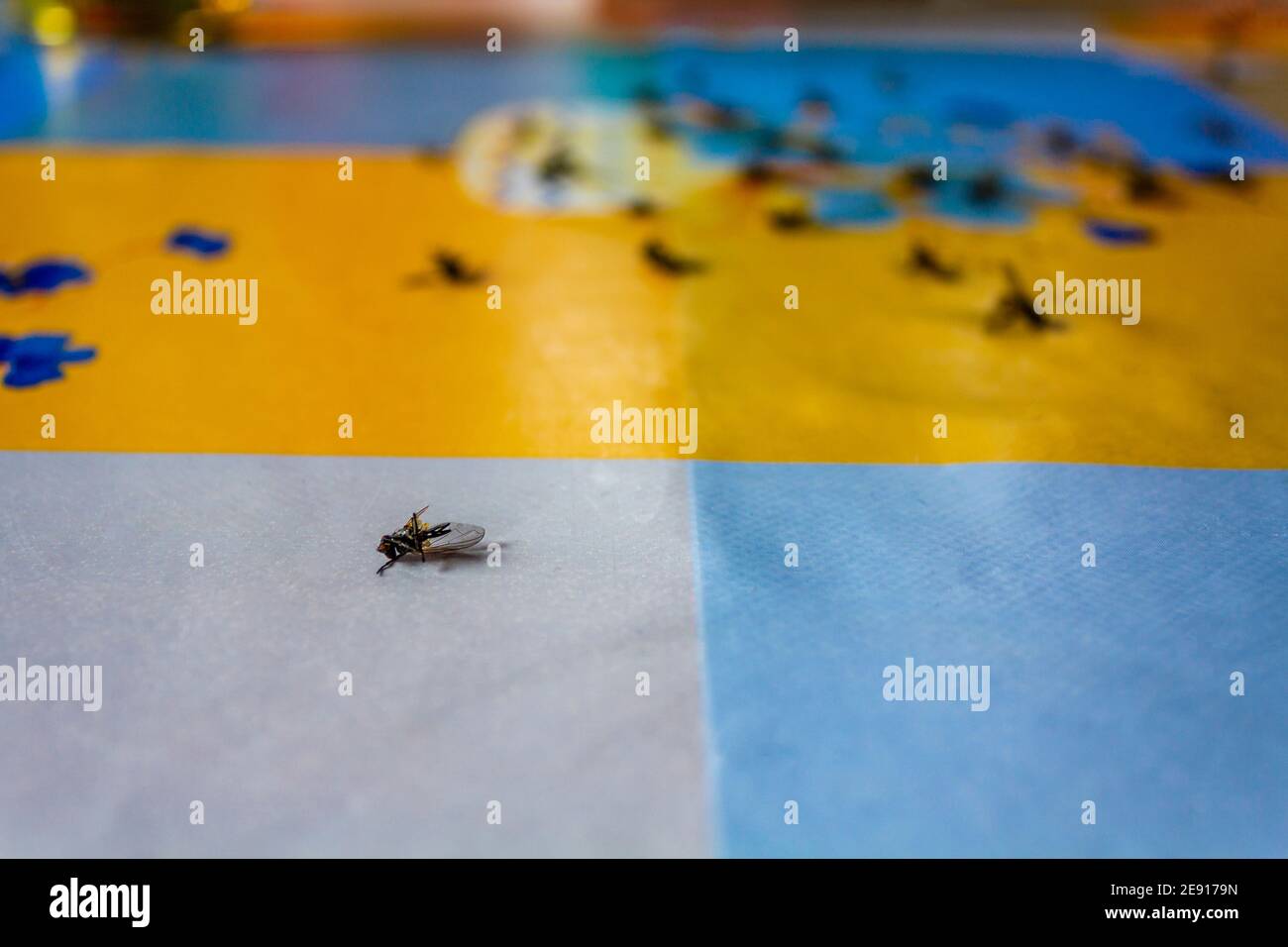 Dead flies insects on the colorful table. Big insect graveyard Stock ...