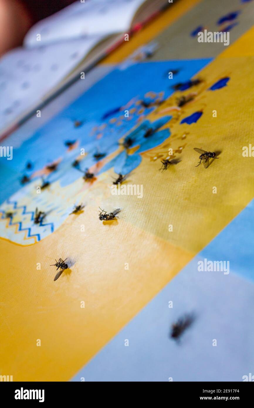 Dead flies insects on the colorful table. Big insect graveyard Stock ...