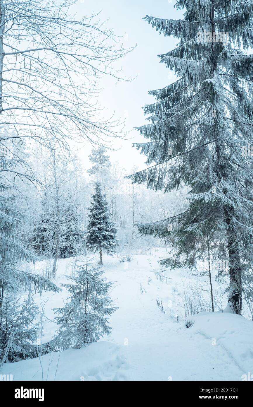 Beautiful atmospheric winter landscape. Snow covered trees in the ...