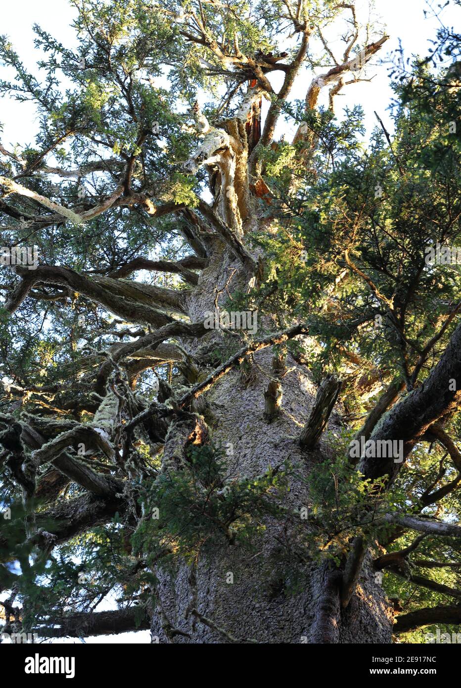 Sitka spruce tree hi-res stock photography and images - Alamy