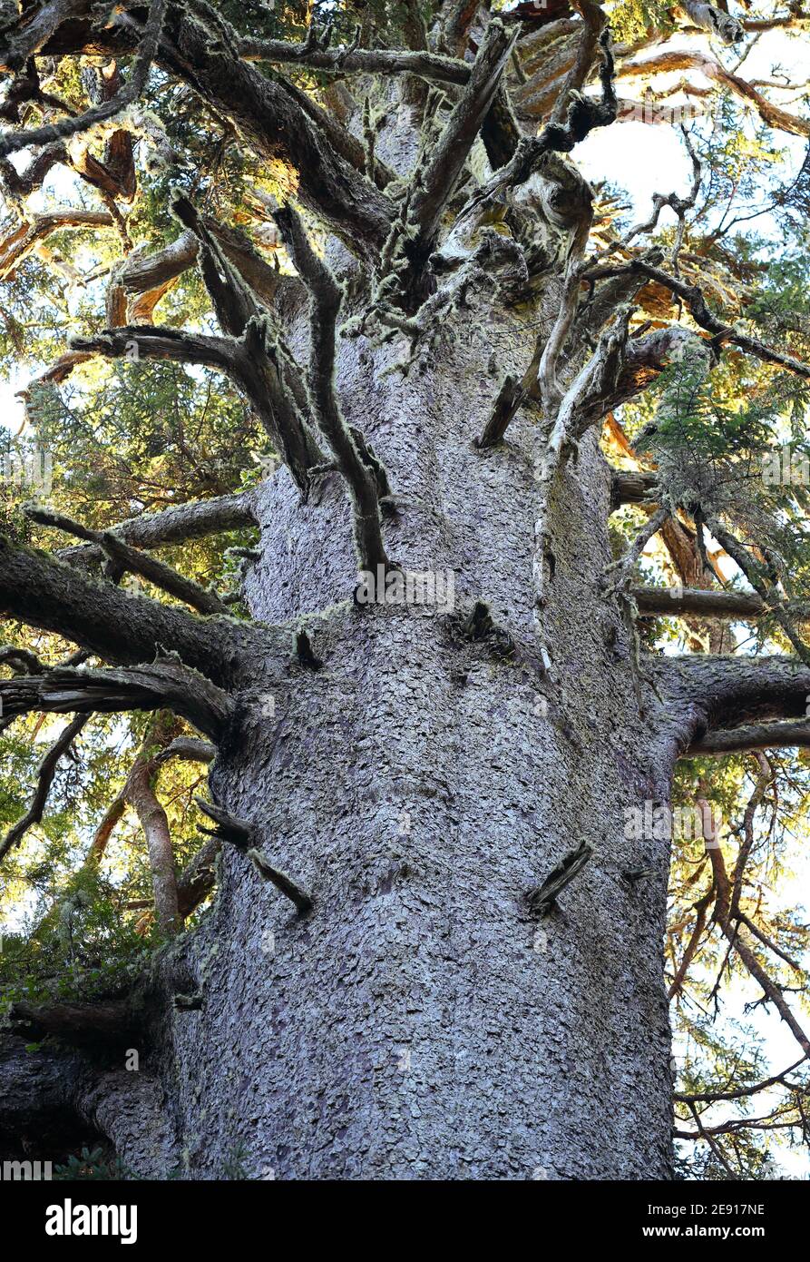 Sitka spruce tree hi-res stock photography and images - Alamy