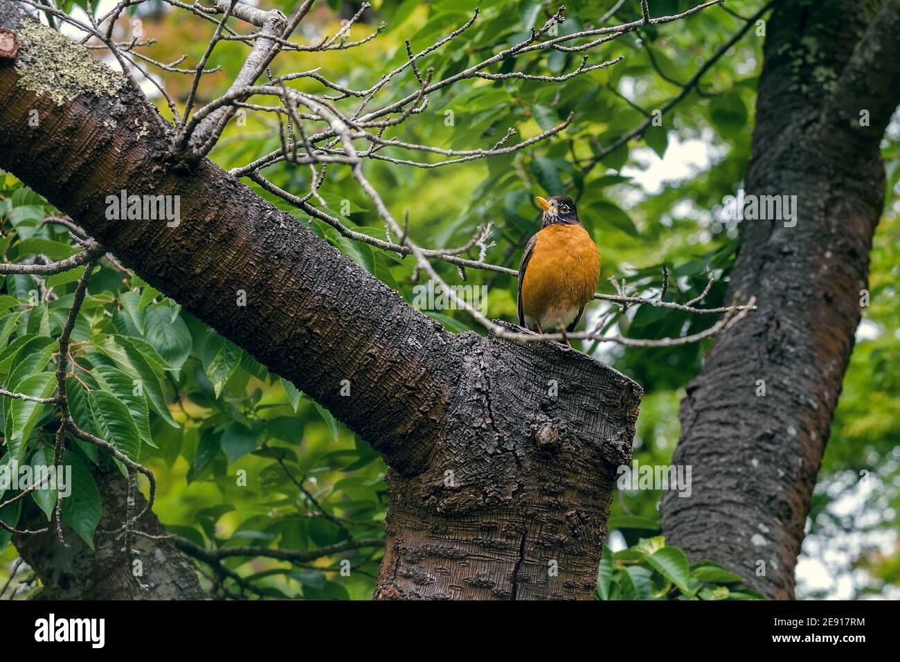Robin birds hi-res stock photography and images - Alamy