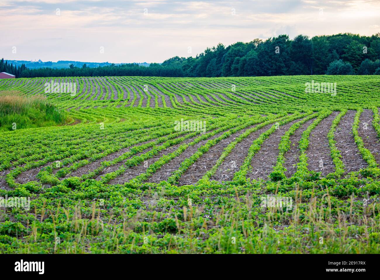 Horizontal growing vegetable rows hi-res stock photography and images ...