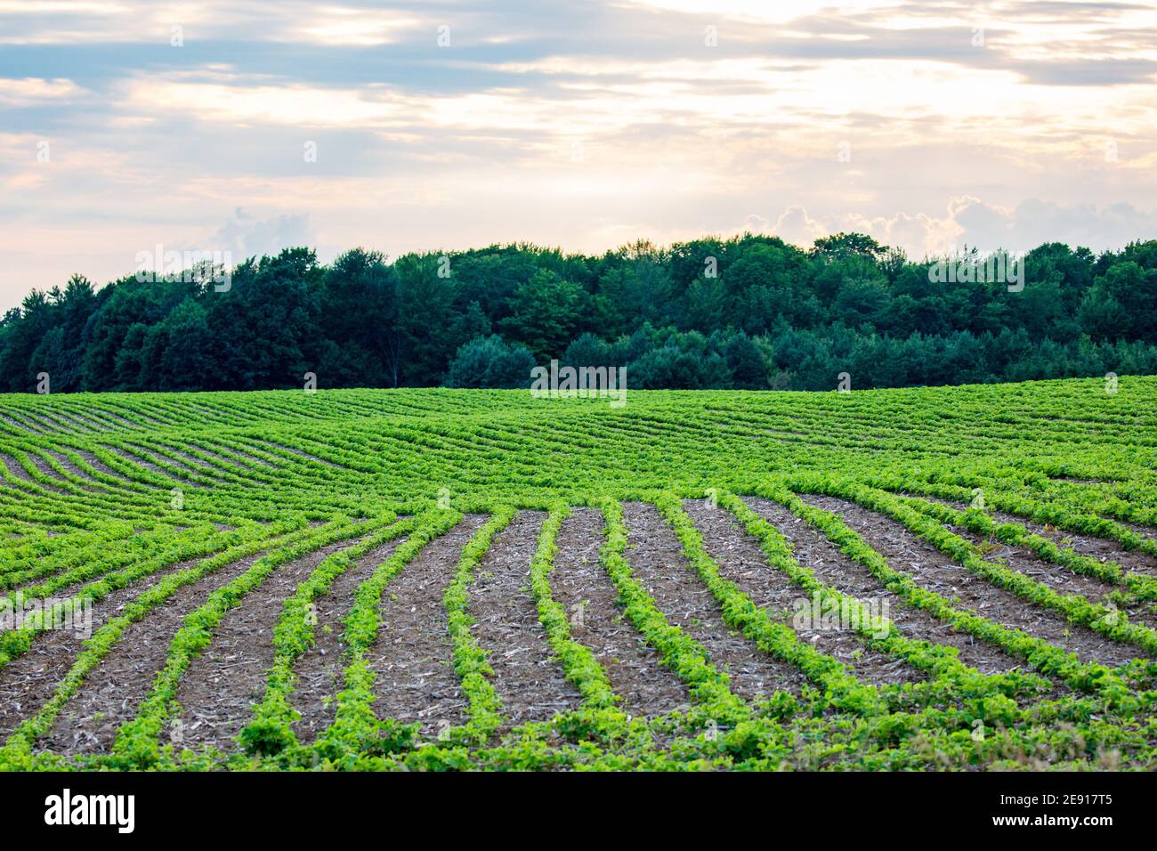 Horizontal growing vegetable rows hi-res stock photography and images ...