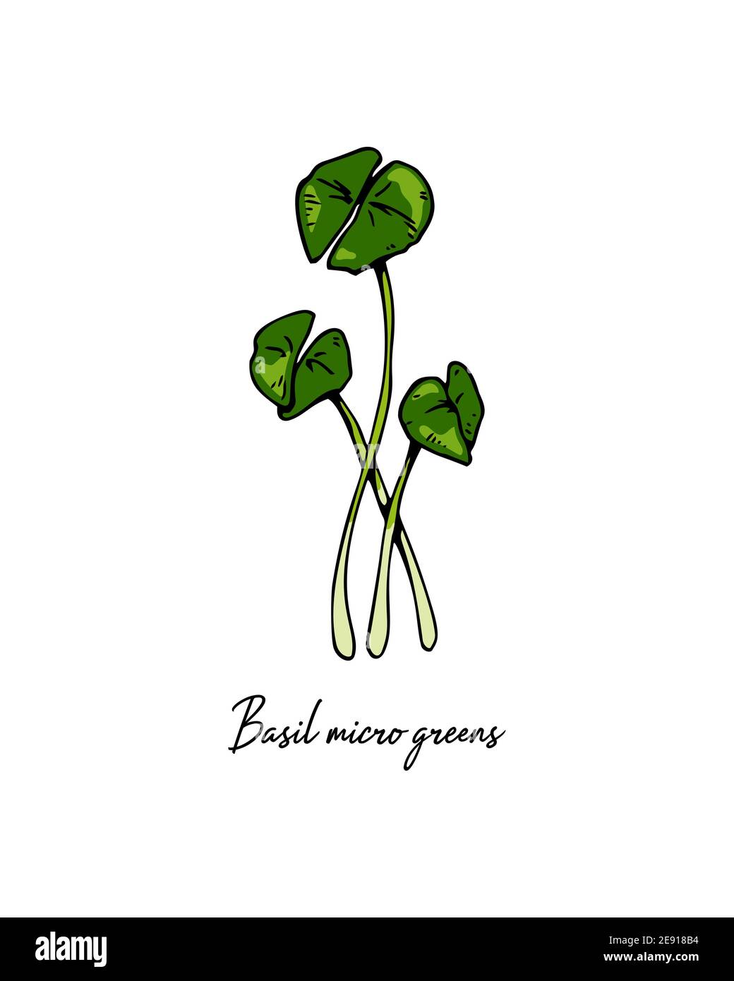 Hand drawn basil micro greens. Vector illustration in colored sketch ...