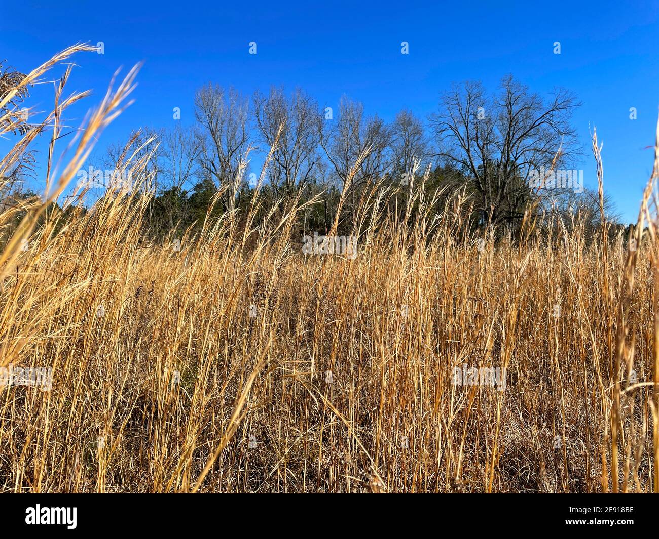 Rural wheat hay field in the country in Georgia during the Winter Stock ...
