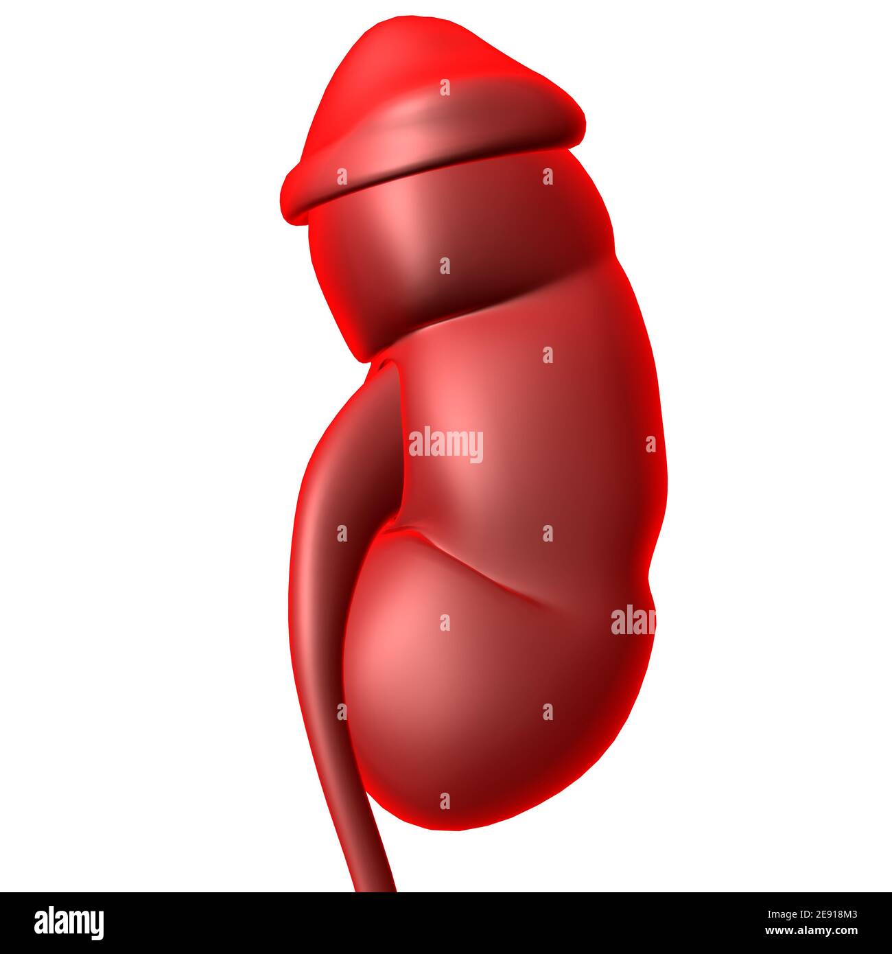 Human Urinary System Kidneys with Bladder Anatomy For Medical Concept ...