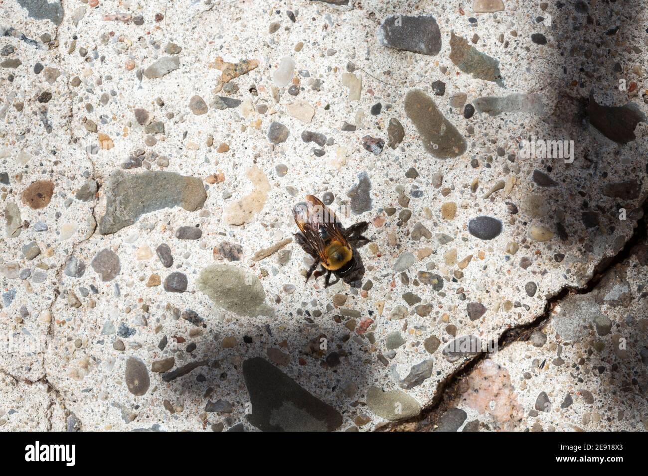 Bee concrete hi-res stock photography and images - Alamy