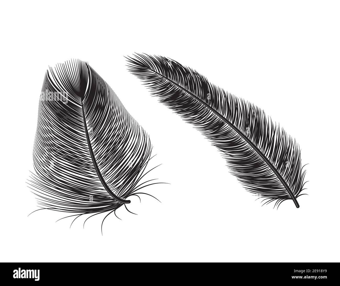 Vector feather quill icon background. Bird isolated feather Stock ...