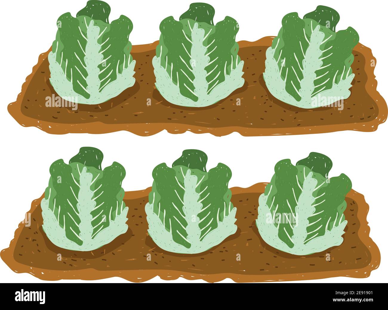 gardening cabbage fresh vegetable plantation hand drawn color vector ...