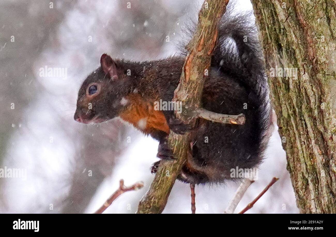 High up in a tree hi-res stock photography and images - Alamy