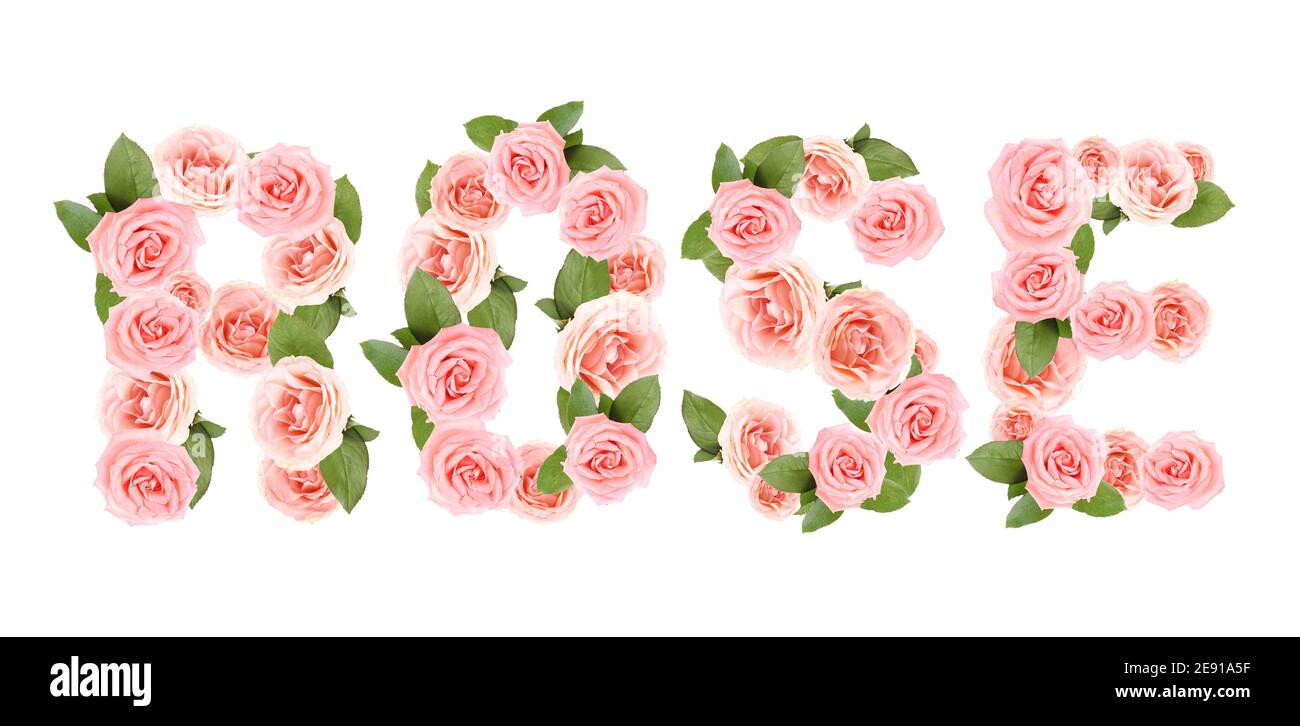 Word ROSE made of beautiful flowers on white background Stock Photo - Alamy
