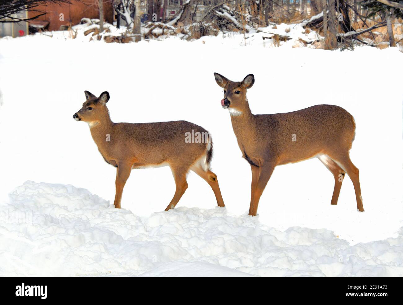 Two color patterns hi-res stock photography and images - Alamy